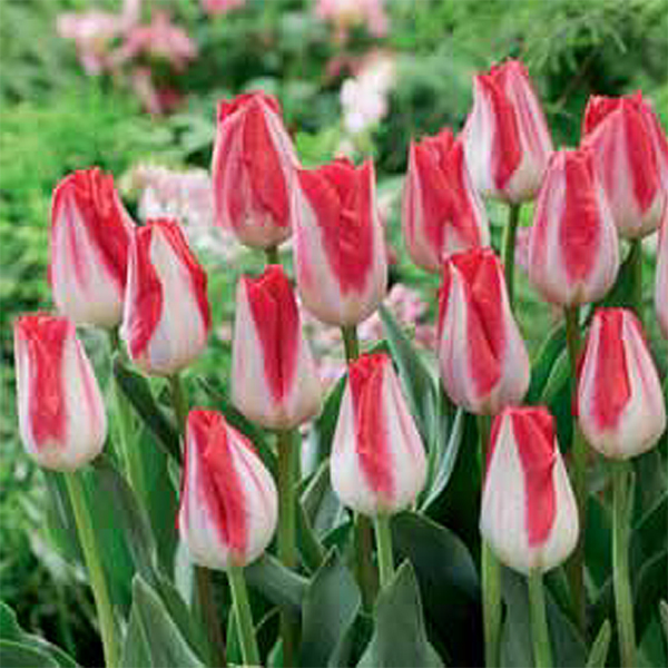 Tulip - Kissable - Sugar Creek Gardens