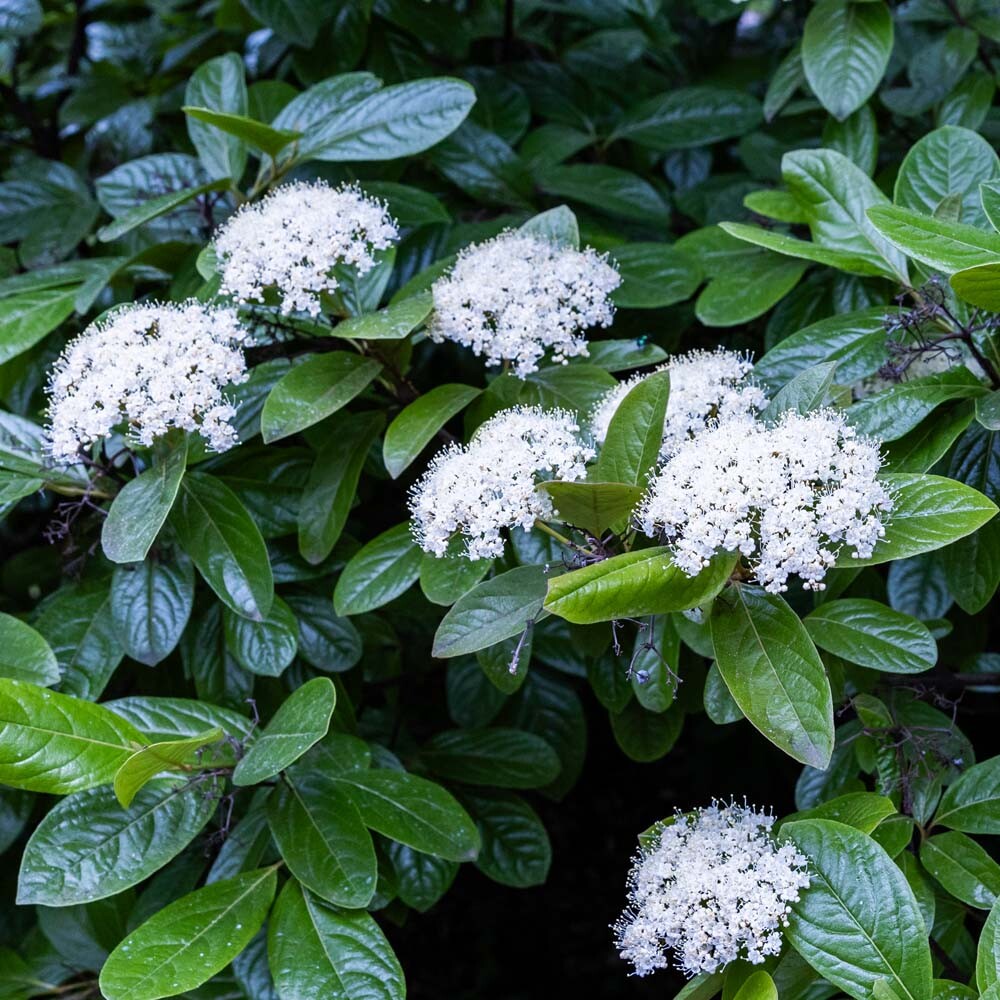 Missouri Native Plants for Beauty, Wildlife & Ecological Benefits ...
