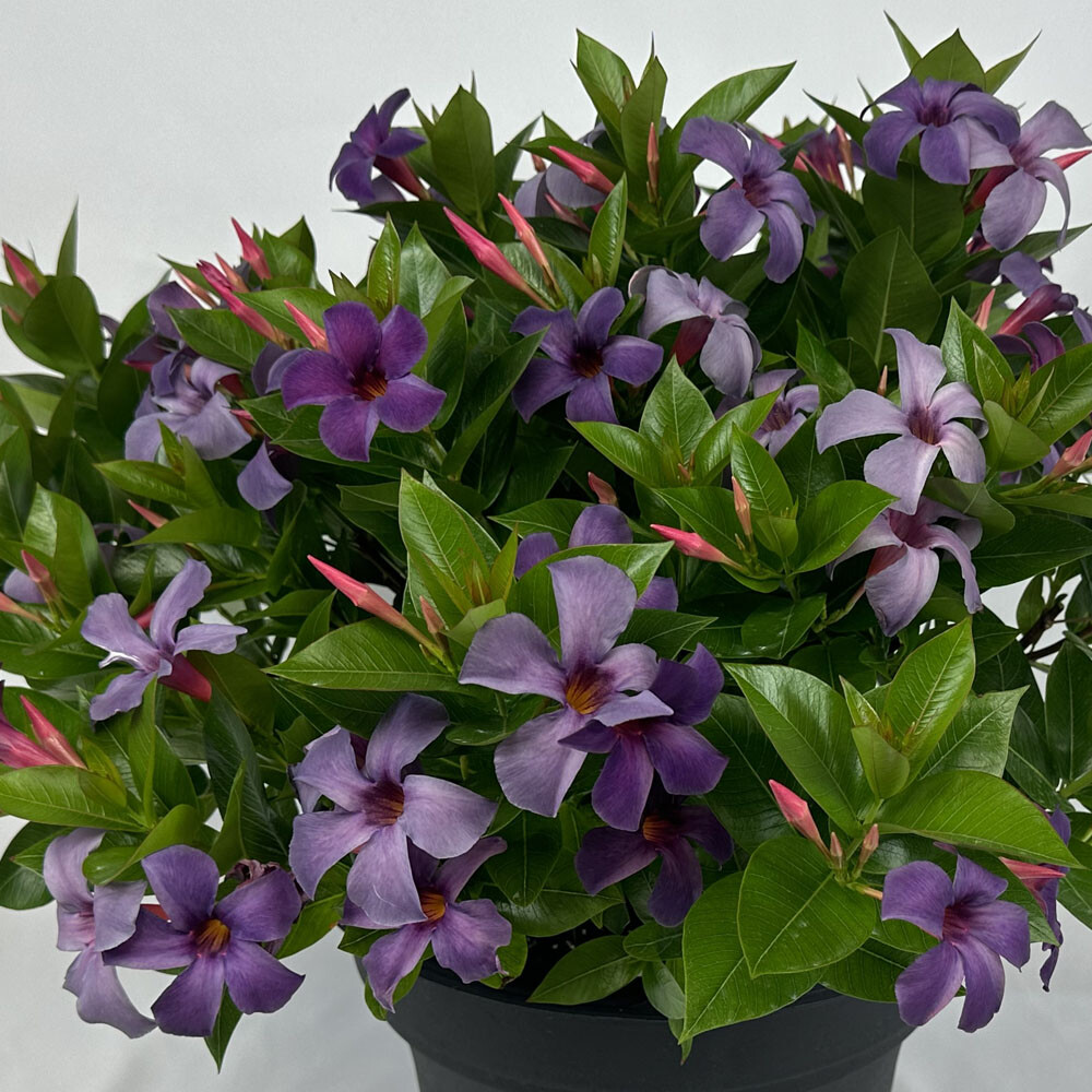 Mandevilla - Bluephoria - Sugar Creek Gardens Sugar Creek Gardens ...
