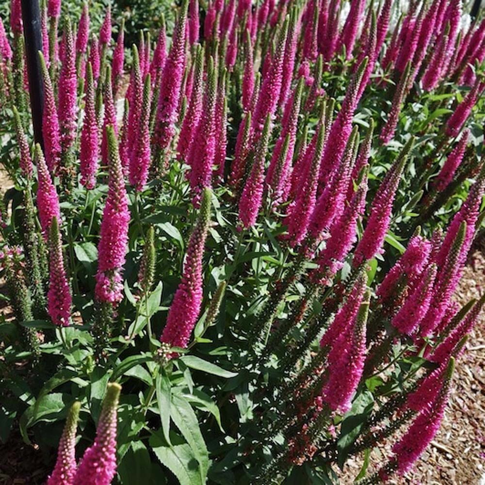 Veronica - Vernique Raspberry Veronica - Sugar Creek Gardens Sugar ...