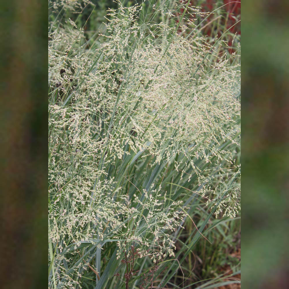 Missouri Native Plants - Page 4 of 8 - Sugar Creek Gardens