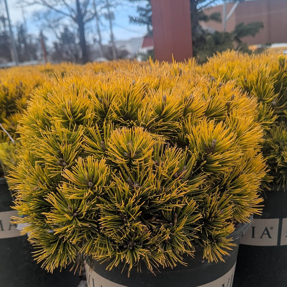 Pinus - Carsten's Wintergold Mugo Pine - Sugar Creek Gardens Sugar ...