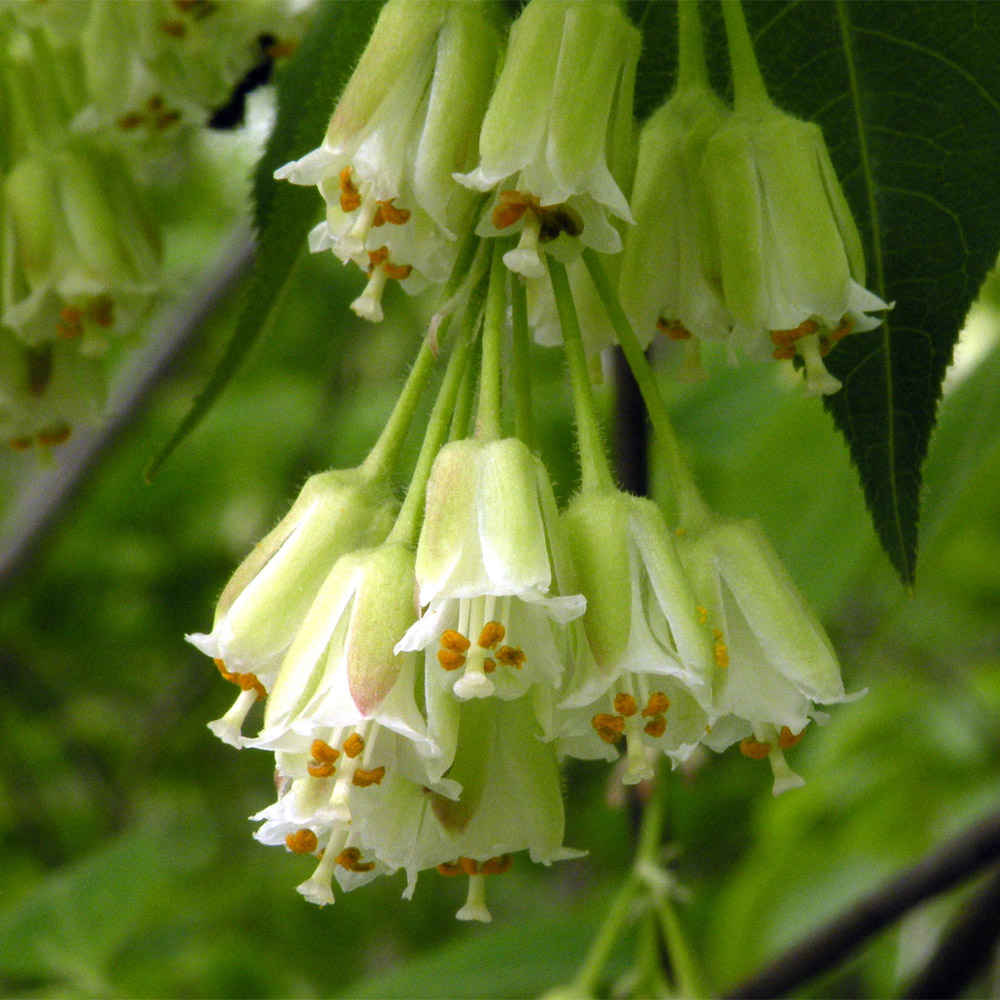 Staphylea trifolia - American Bladdernut - Sugar Creek Gardens