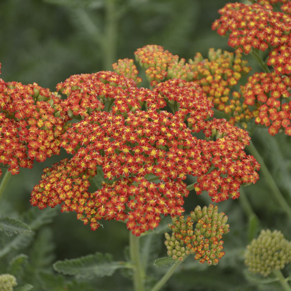 Achillea - Sassy Summer Sunset Yarrow - Sugar Creek Gardens