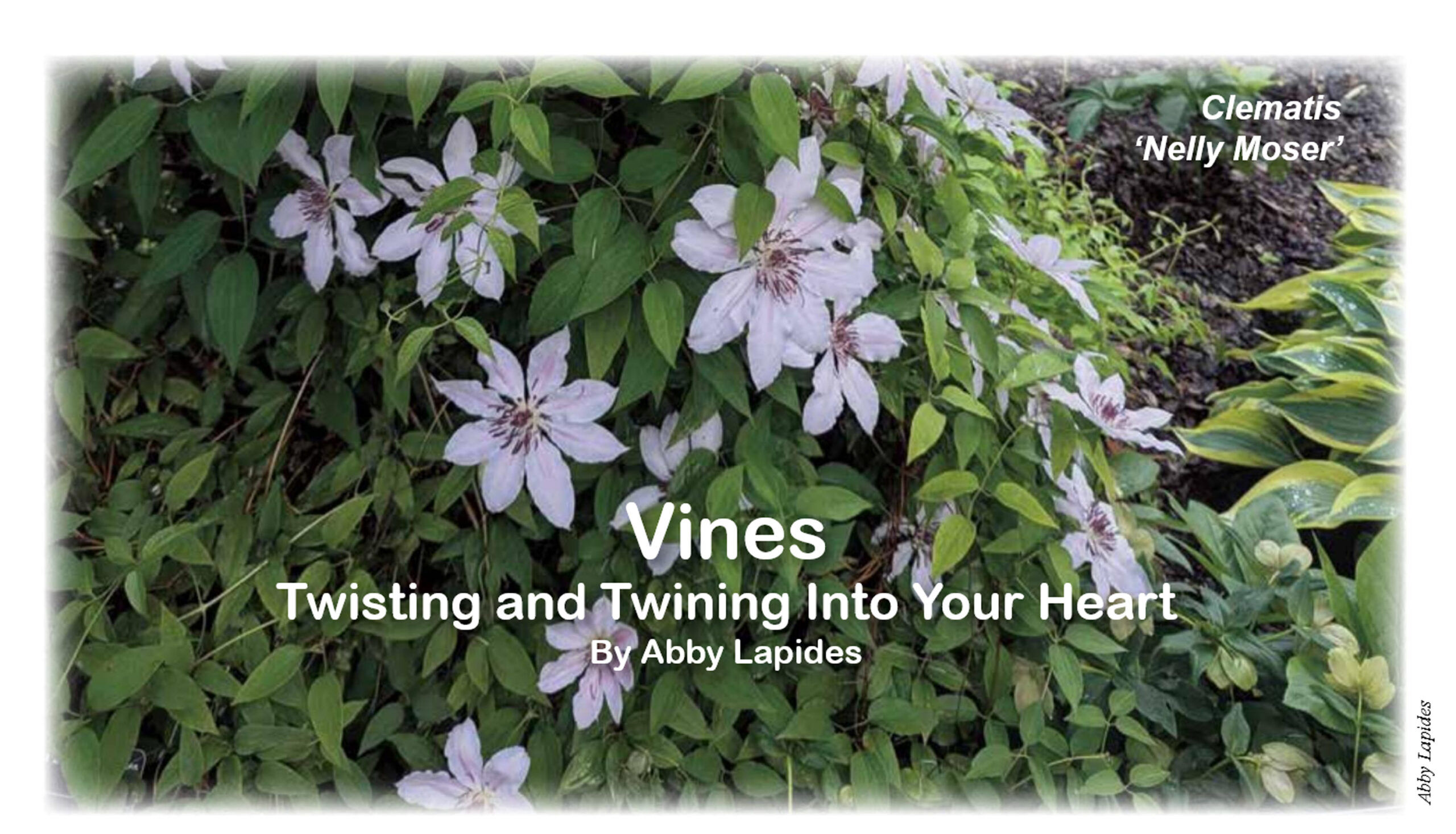 Sugar Creek Gardens | Plant Nursery for Missouri & IllinoisRead About ...