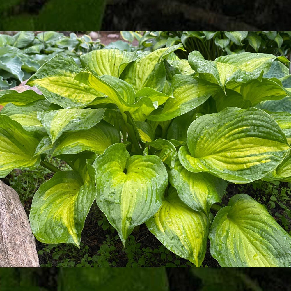 Hosta Lakeside Banana Bay - Sugar Creek Gardens Sugar Creek Gardens ...