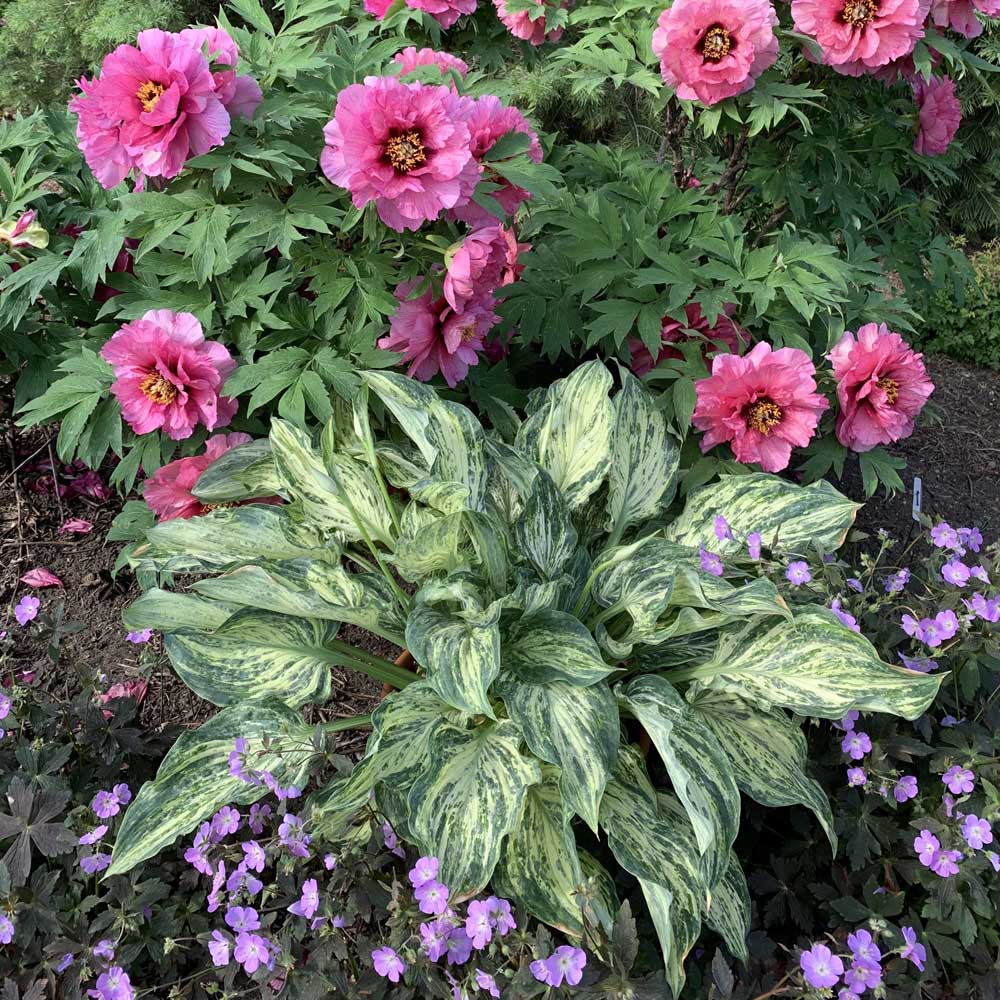 Clay Soil Plants - Sugar Creek Gardens