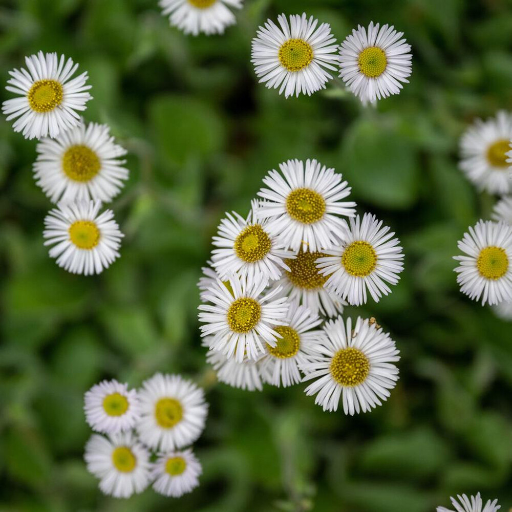 Missouri Native Plants for Beauty, Wildlife & Ecological Benefits ...