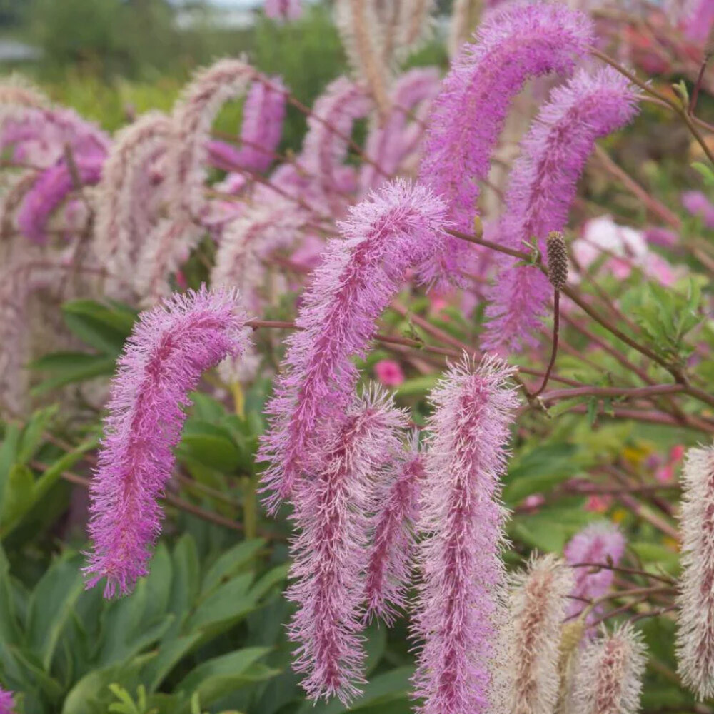 Sanguisorba hakusanensis - Lilac Squirrel Burnet - Sugar Creek Gardens ...