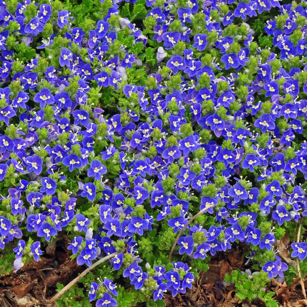 Veronica - Tidal Pool Creeping Speedwell - Sugar Creek Gardens