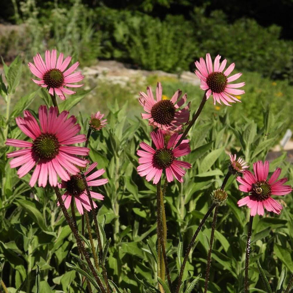 Echinacea tennesseensis Tennessee Purple Coneflower rare.