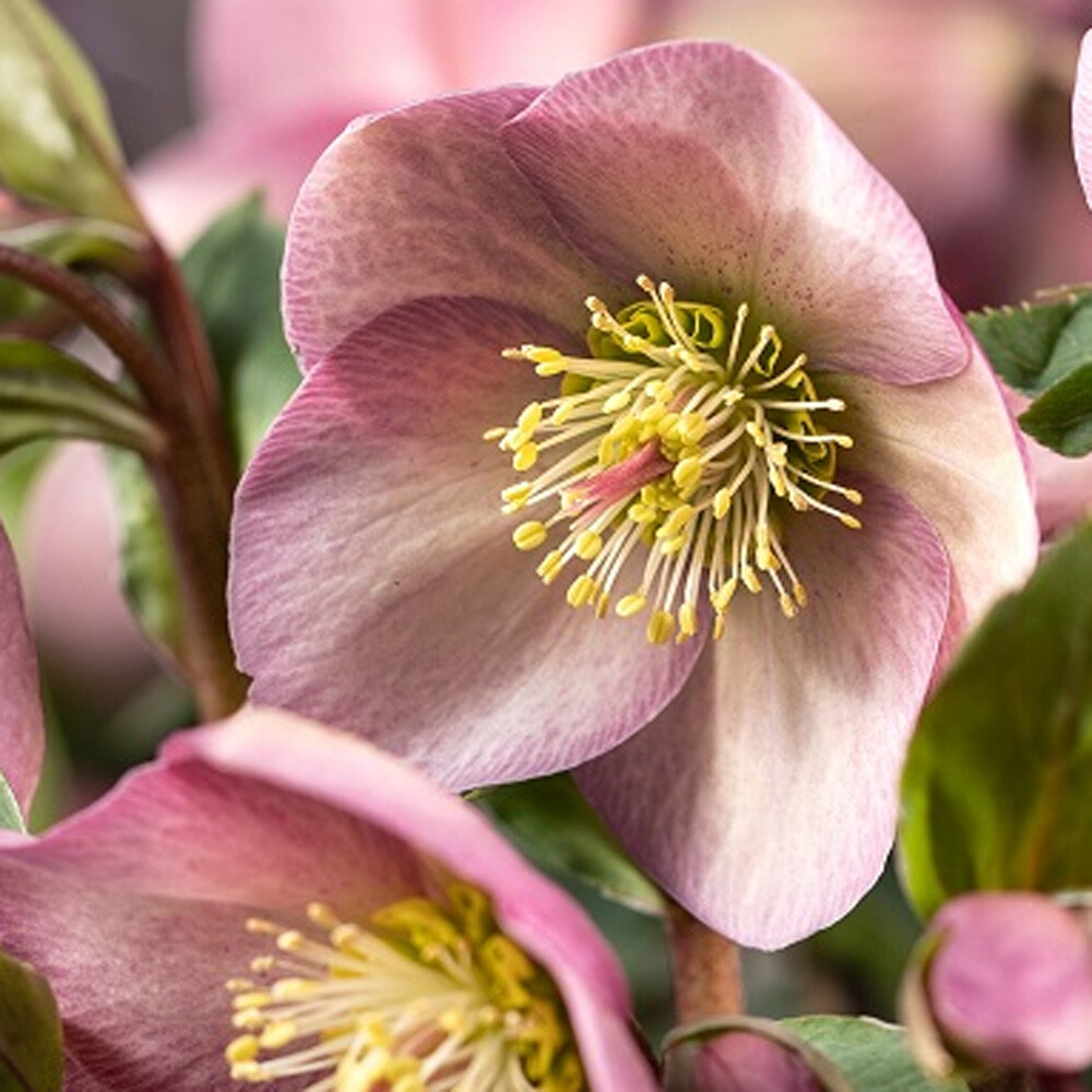 Helleborus - Ice Breaker Rosy Snow Rose - Sugar Creek Gardens Sugar ...