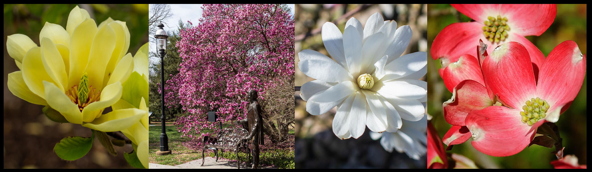 Best Spring Flowering Trees for Colorful Landscapes