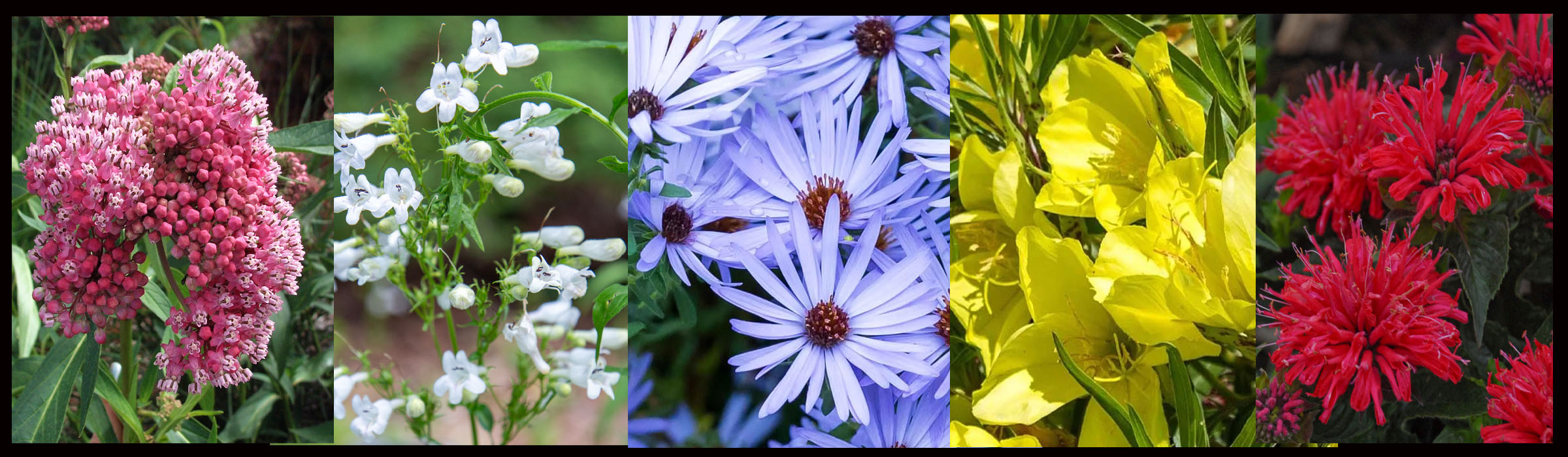 Clay Soil Plants - Sugar Creek Gardens